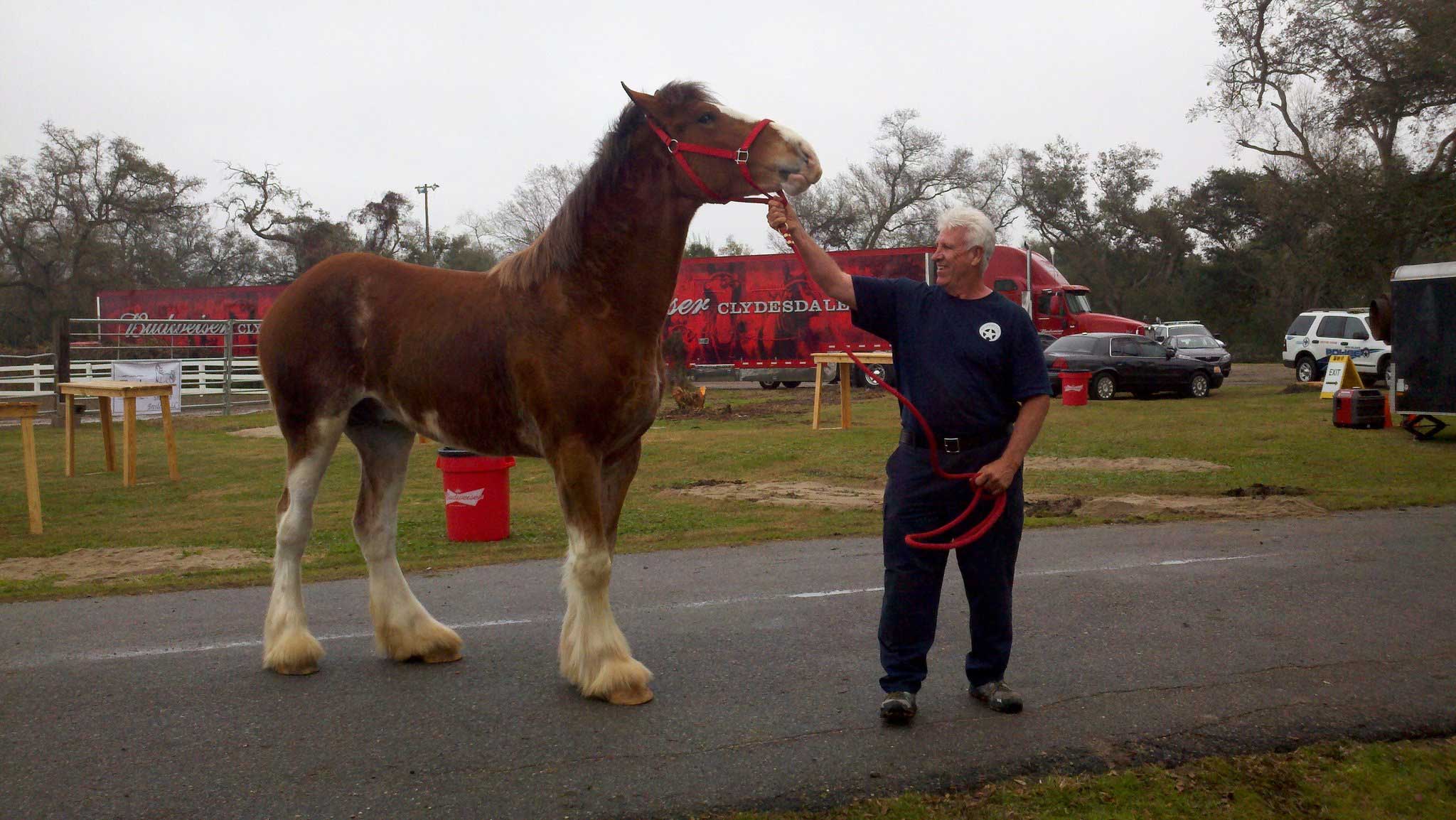 Owning Horses in New Orleans | Satsuma Real Estate